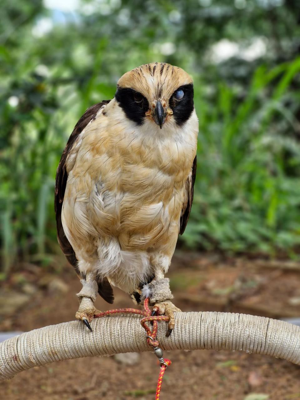 IEMA - ‘Guardião de Fauna’: saiba como cuidar de um animal silvestre em ...